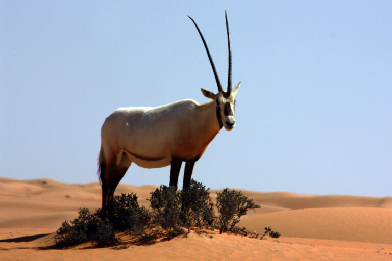 Flora and Fauna of the UAE: a Difficult Life in the Desert